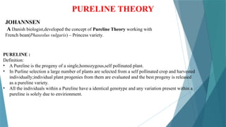 Pureline and mass selection procedure and pureline theory | PPT