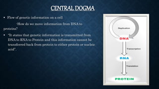 Translation in prokaryotes central dogma | PPTX