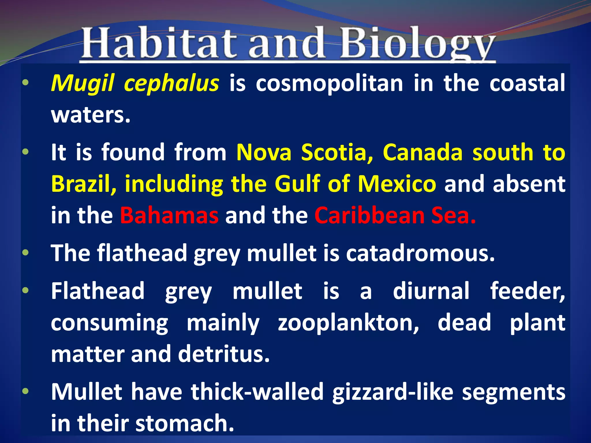 Grey mullet culture | PPTX