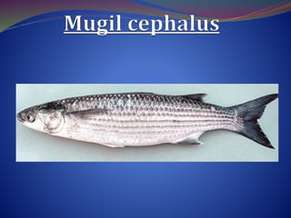Grey mullet culture | PPTX