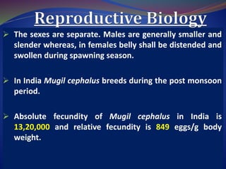 Grey mullet culture | PPTX