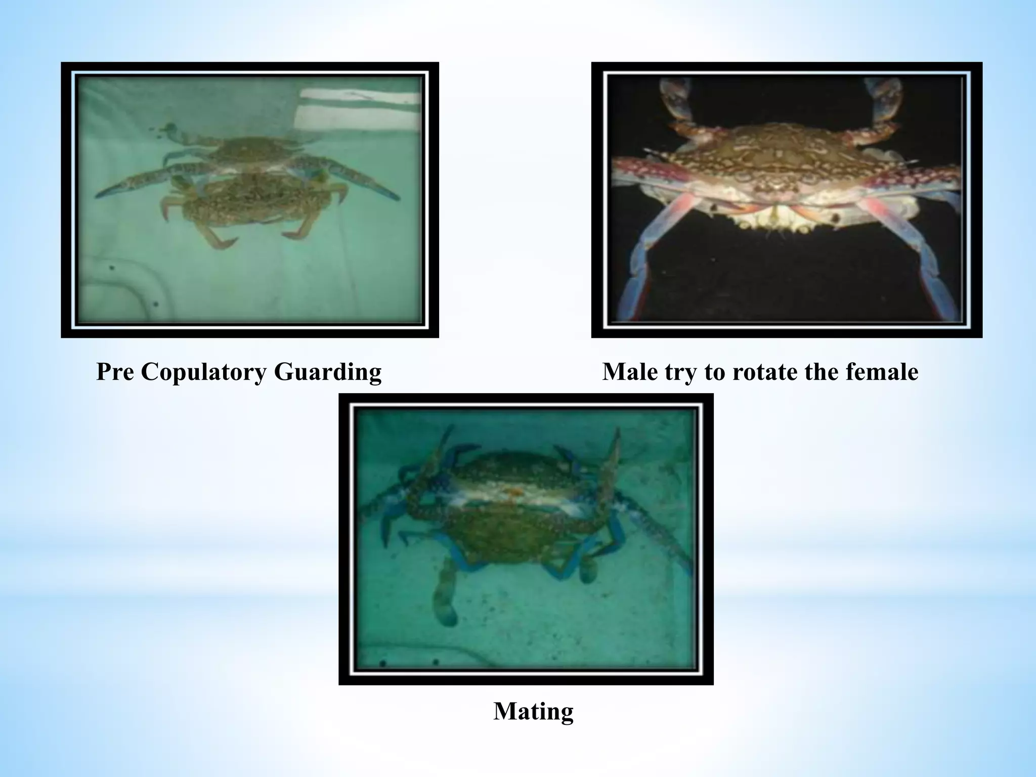 Embryonic development of Blue Swimmer Crab | PPTX