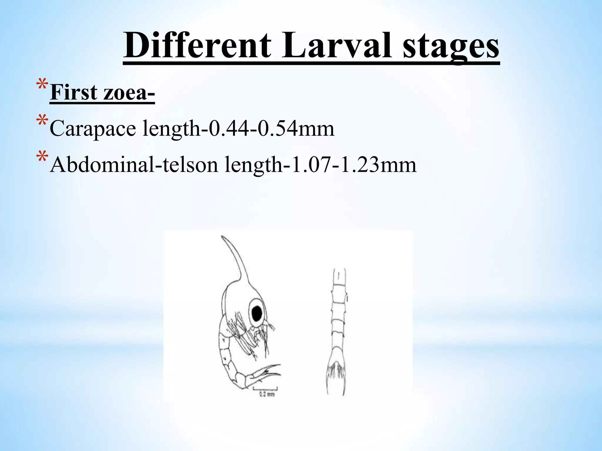 Embryonic development of Blue Swimmer Crab | PPTX