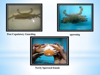 Embryonic development of Blue Swimmer Crab | PPTX