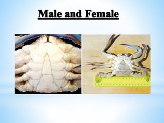 Embryonic development of Blue Swimmer Crab | PPTX