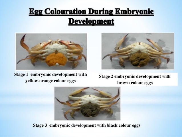 Embryonic development of Blue Swimmer Crab