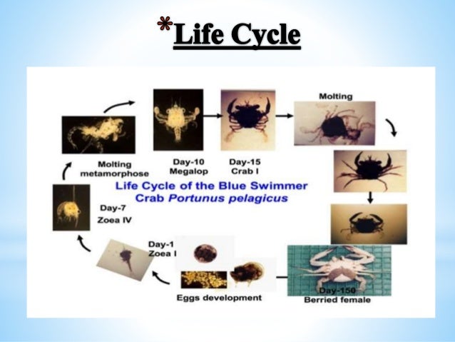 Embryonic Development Of Blue Swimmer Crab