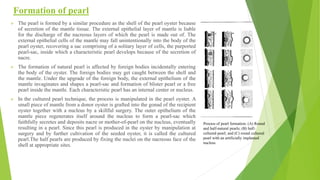 pearl culture presentation | PPTX