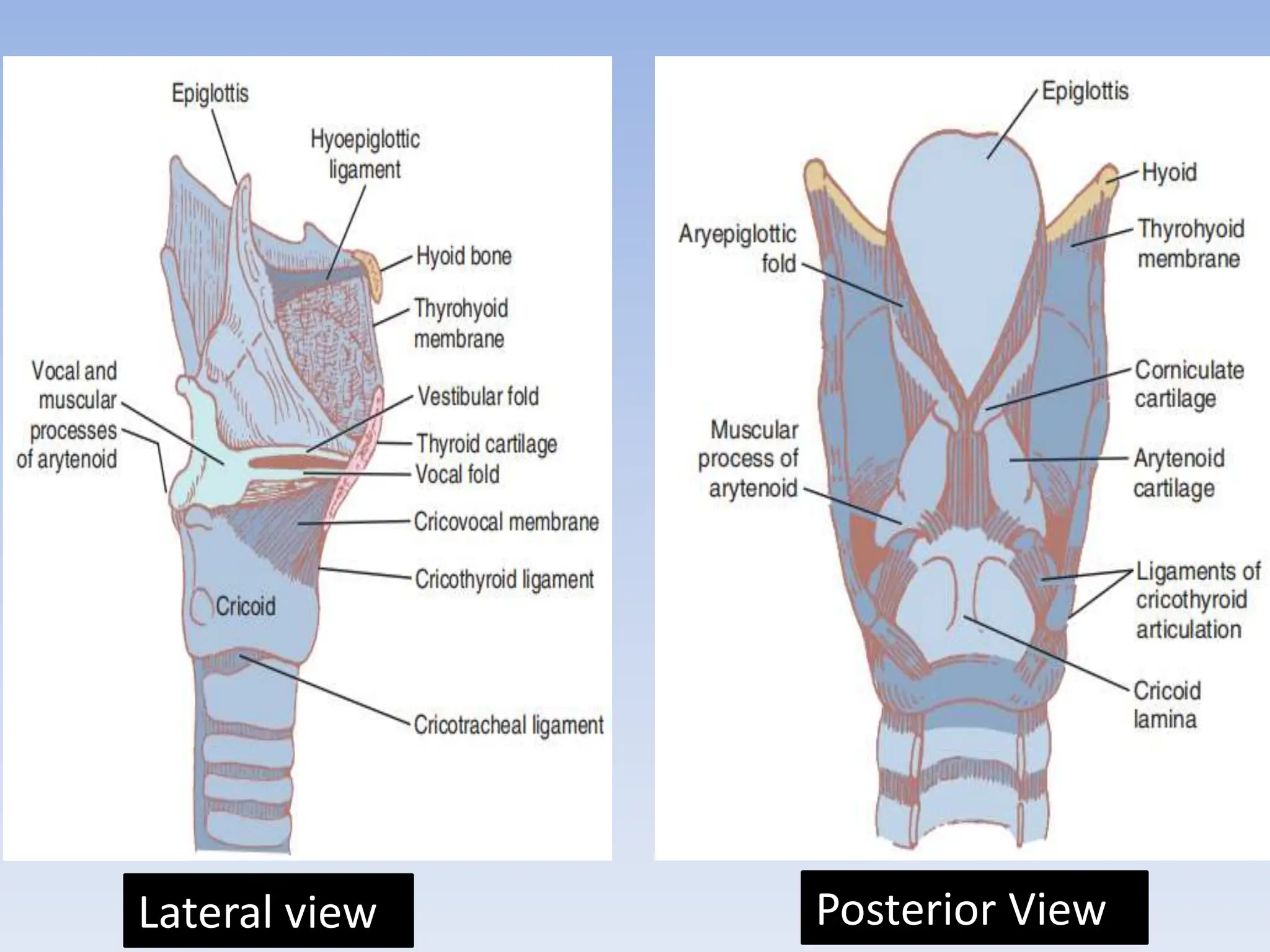 Respiratory anatomy with anaesthetic implications and applied radiology ...