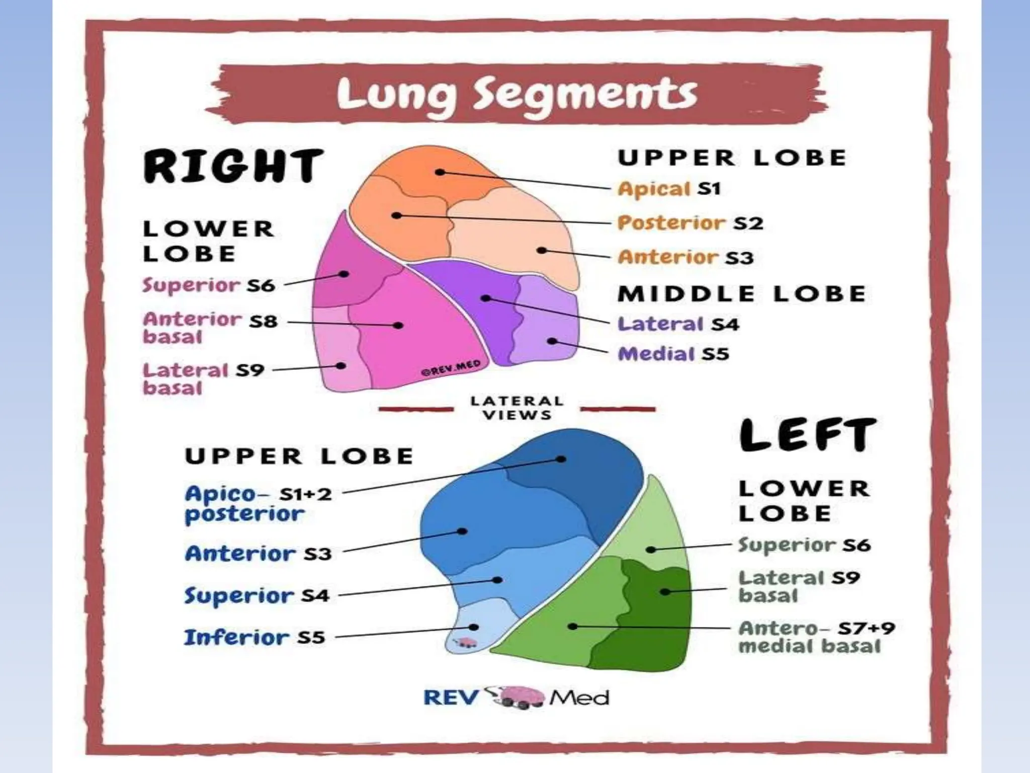 Respiratory anatomy with anaesthetic implications and applied radiology ...