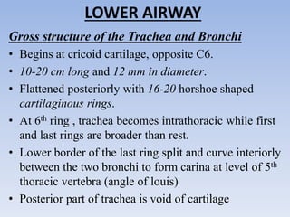 Respiratory anatomy with anaesthetic implications and applied radiology ...