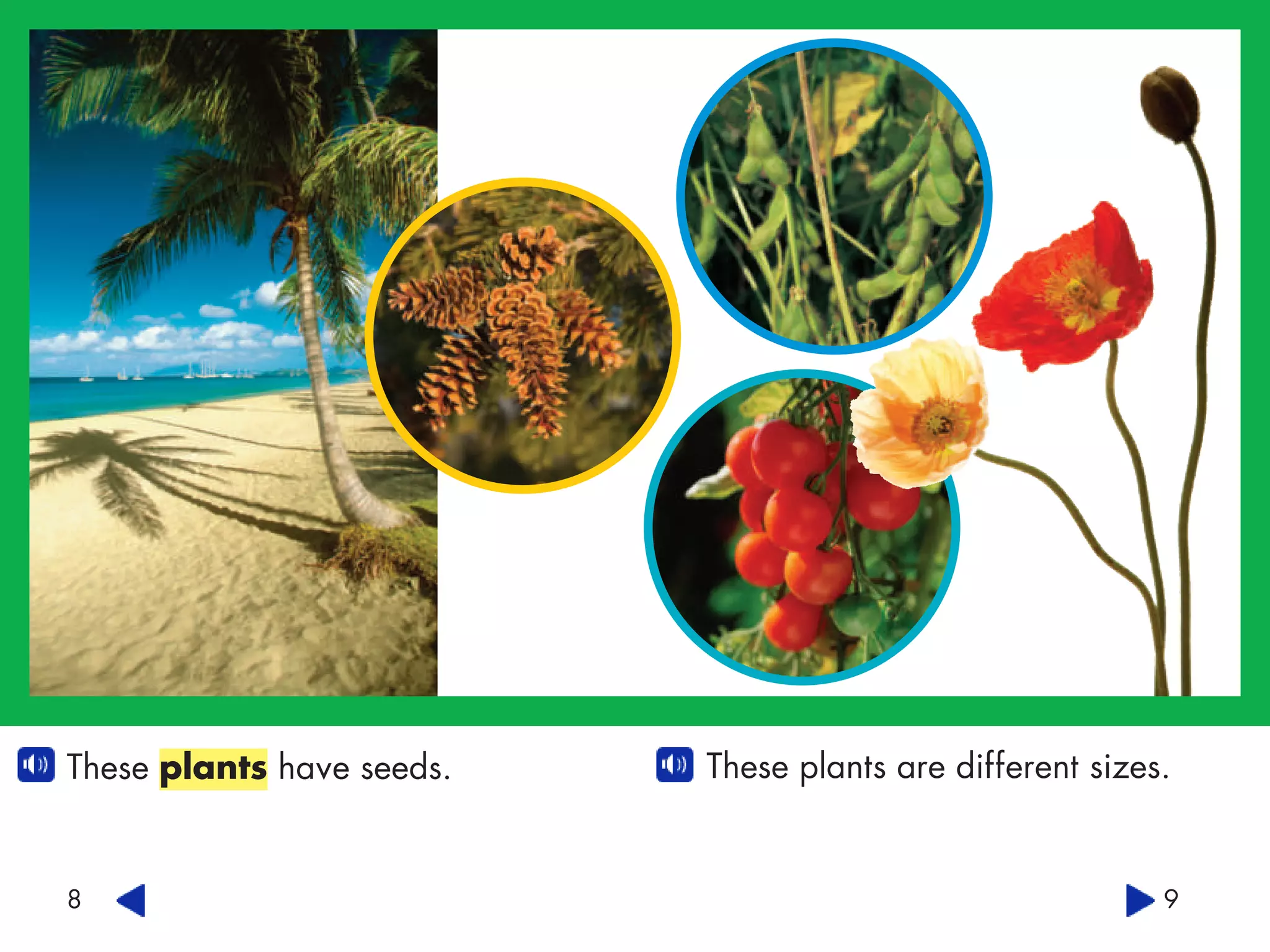 K.3 learning about plants and animals (life sciences) | PPT