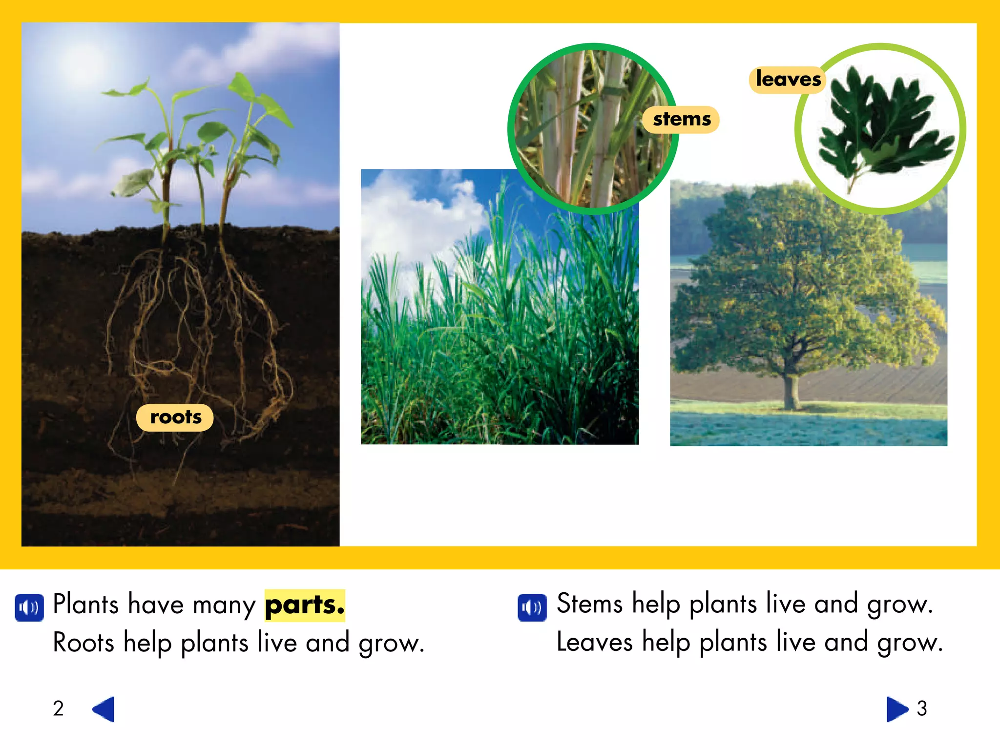 K.4 plant and animal parts (life sciences) | PPT