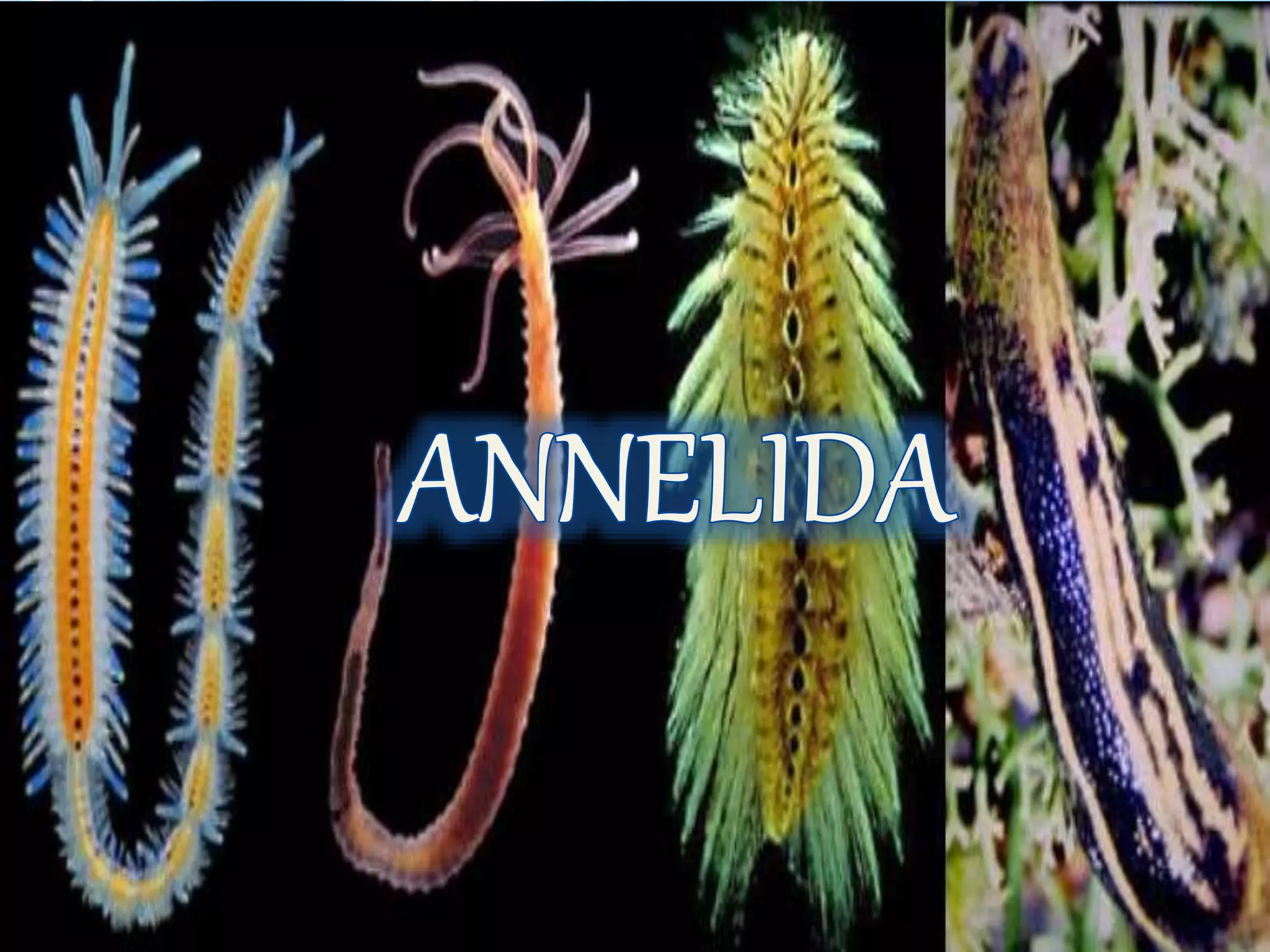 Annelida | PPT