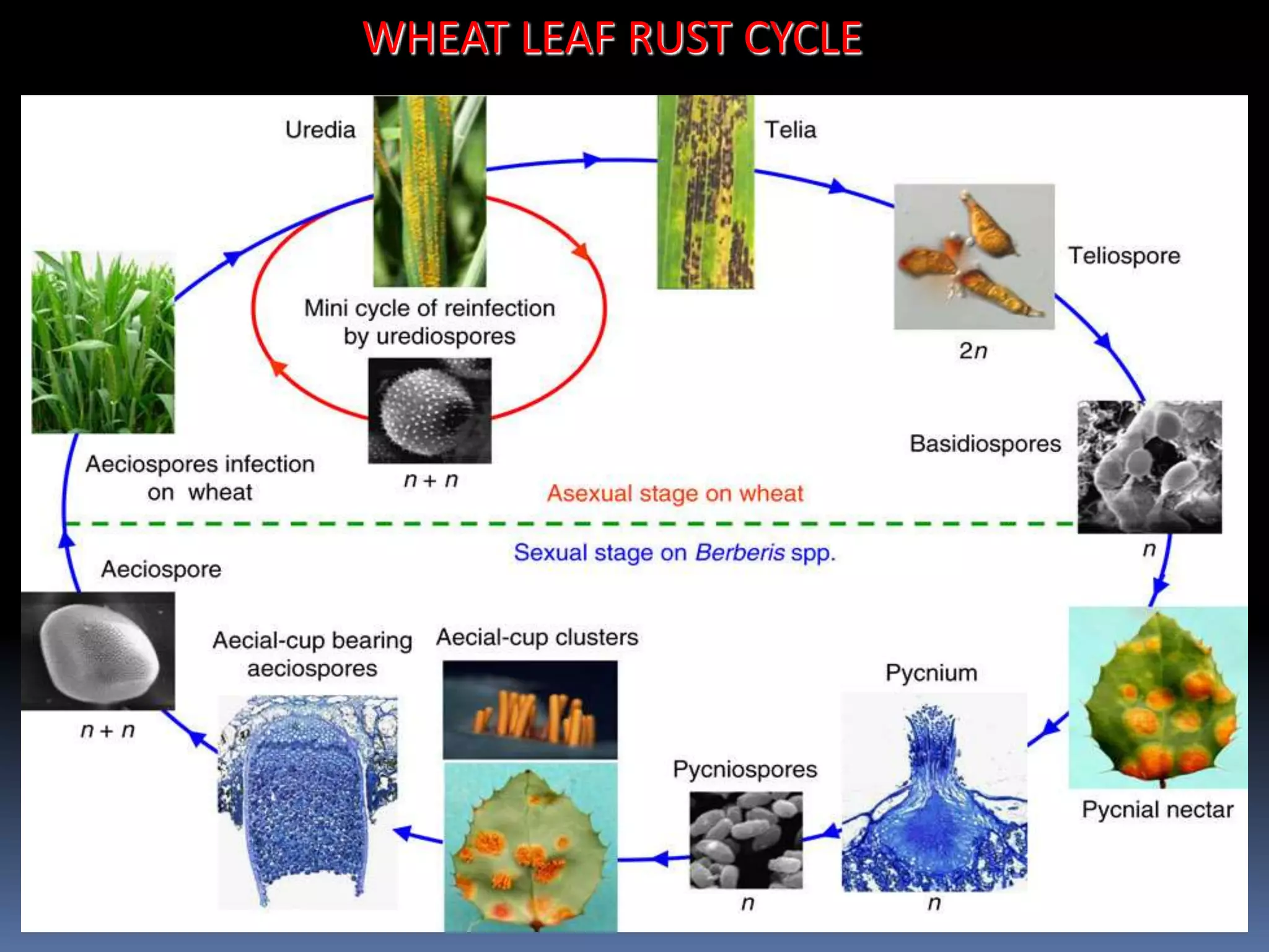 ROLE OF DISEASE CYCLE STUDY IN MANAGEMENT OF PLANT DISEASES | PPT