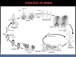 ROLE OF DISEASE CYCLE STUDY IN MANAGEMENT OF PLANT DISEASES | PPT