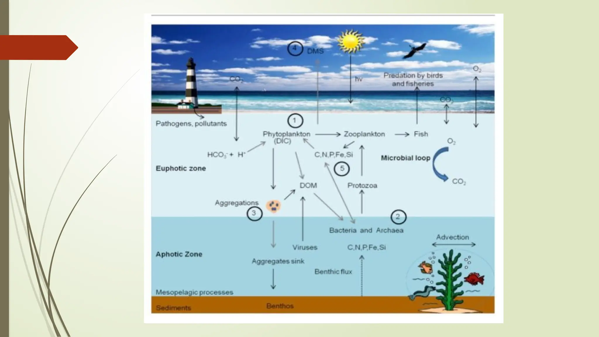 K.Shanmugapriya_marine microbiology.pptx
