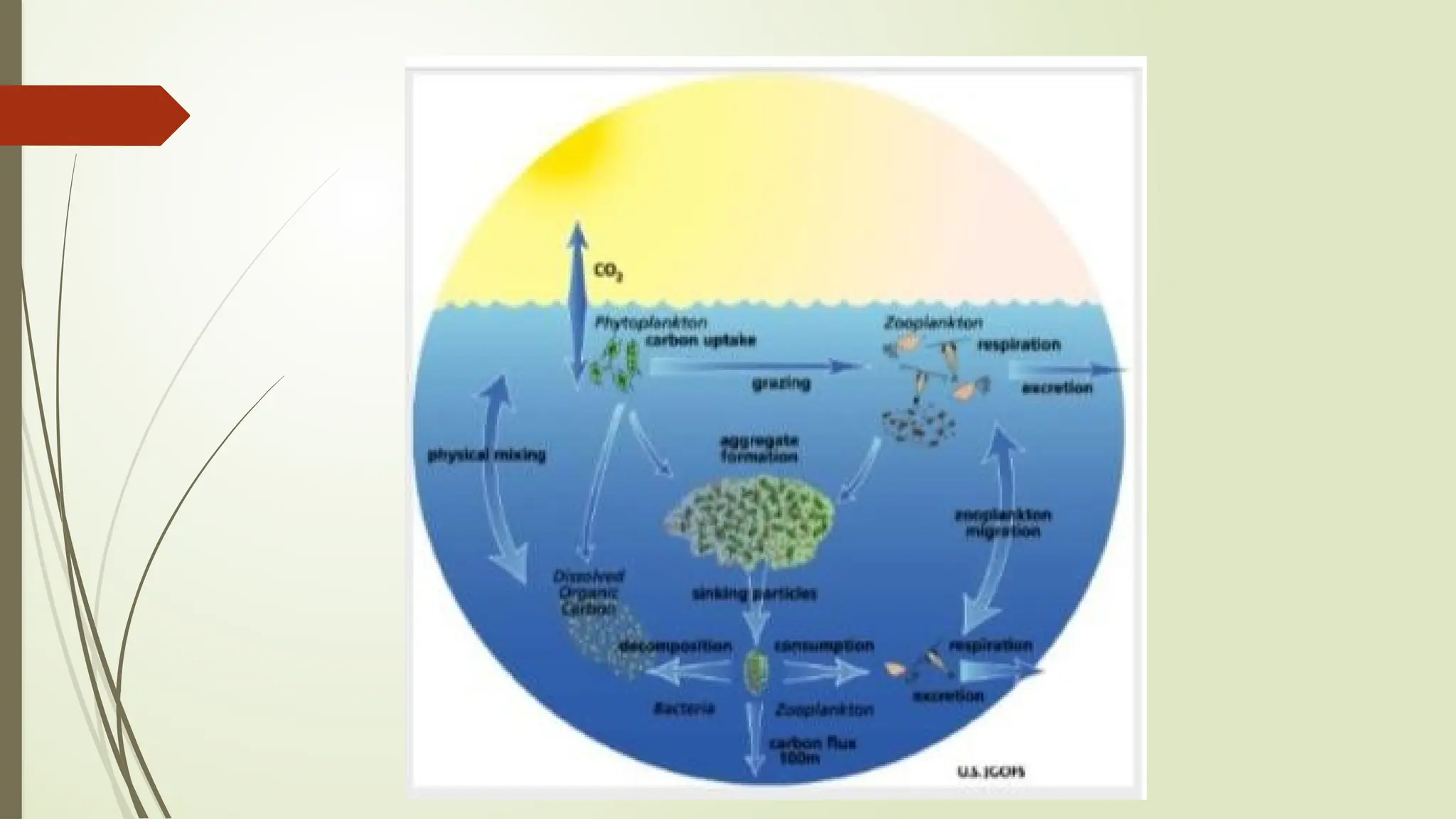 K.Shanmugapriya_marine microbiology.pptx