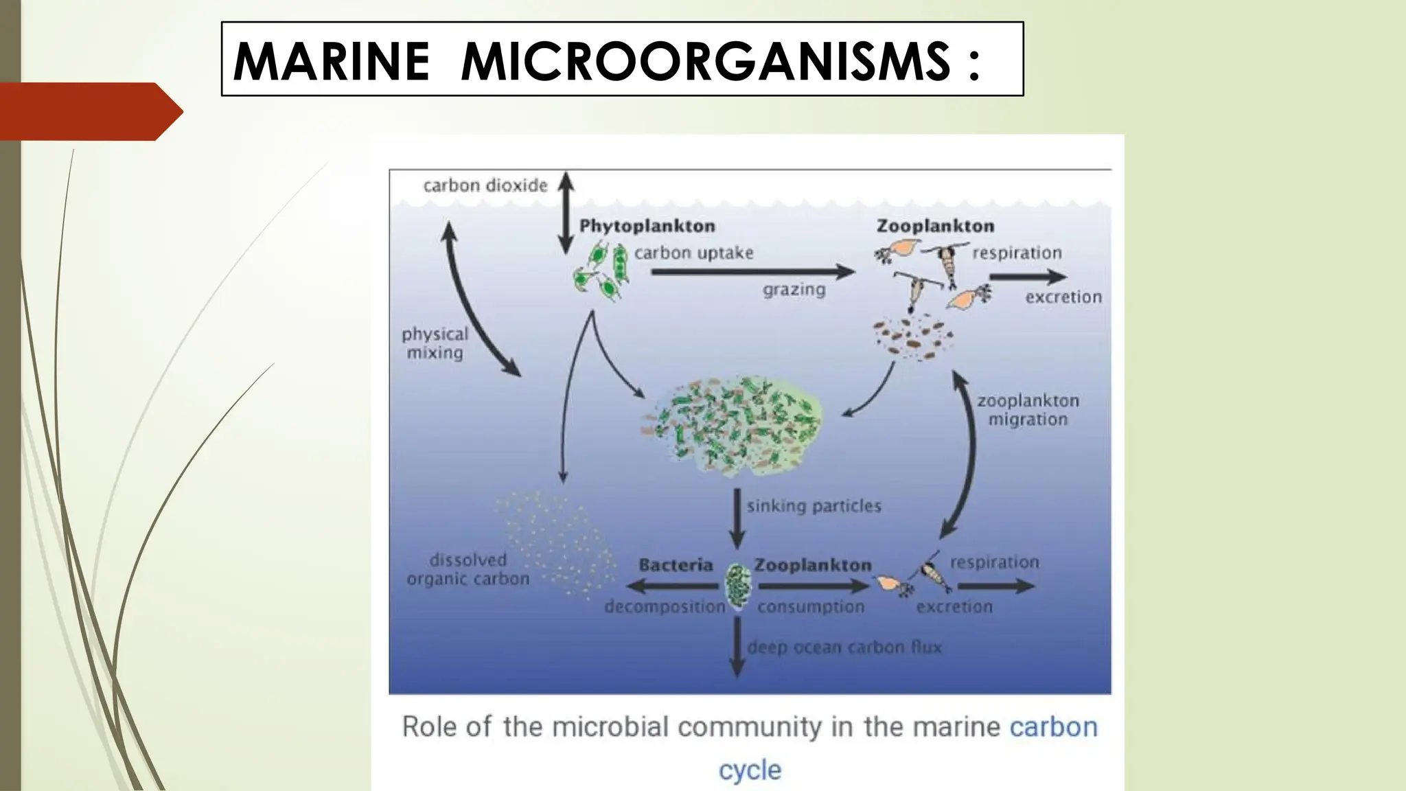 K.Shanmugapriya_marine microbiology.pptx