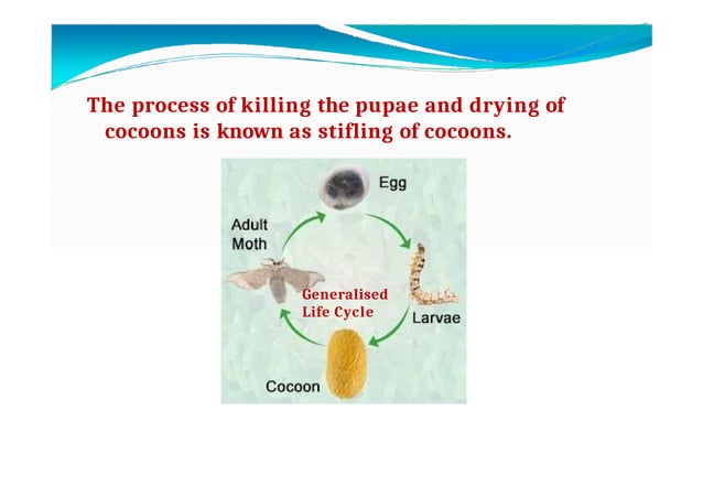 K.siva 2021009021 Sericulture cocoon stiffling.pptx