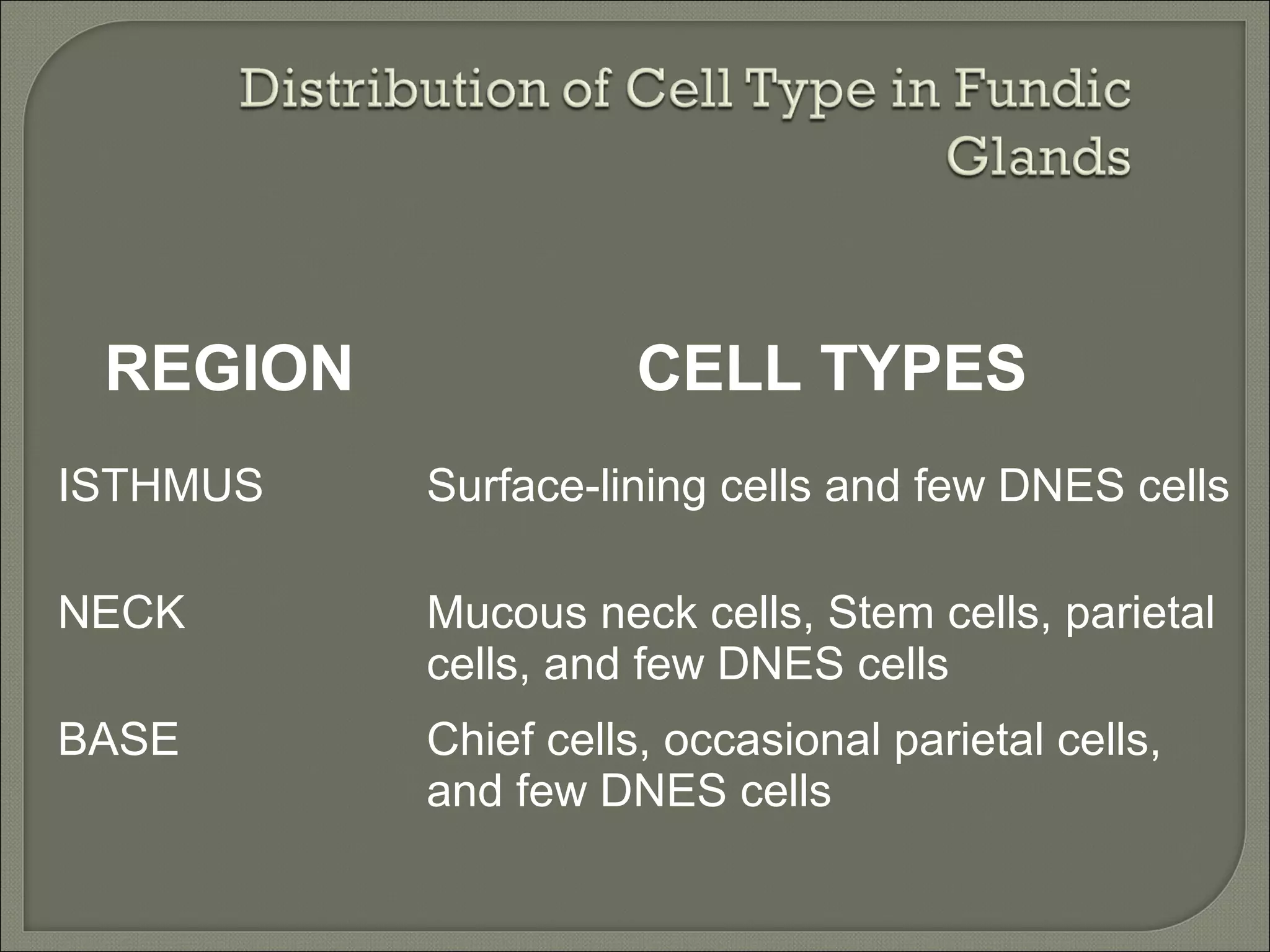 K 3 digestive system (histologi) | PPT