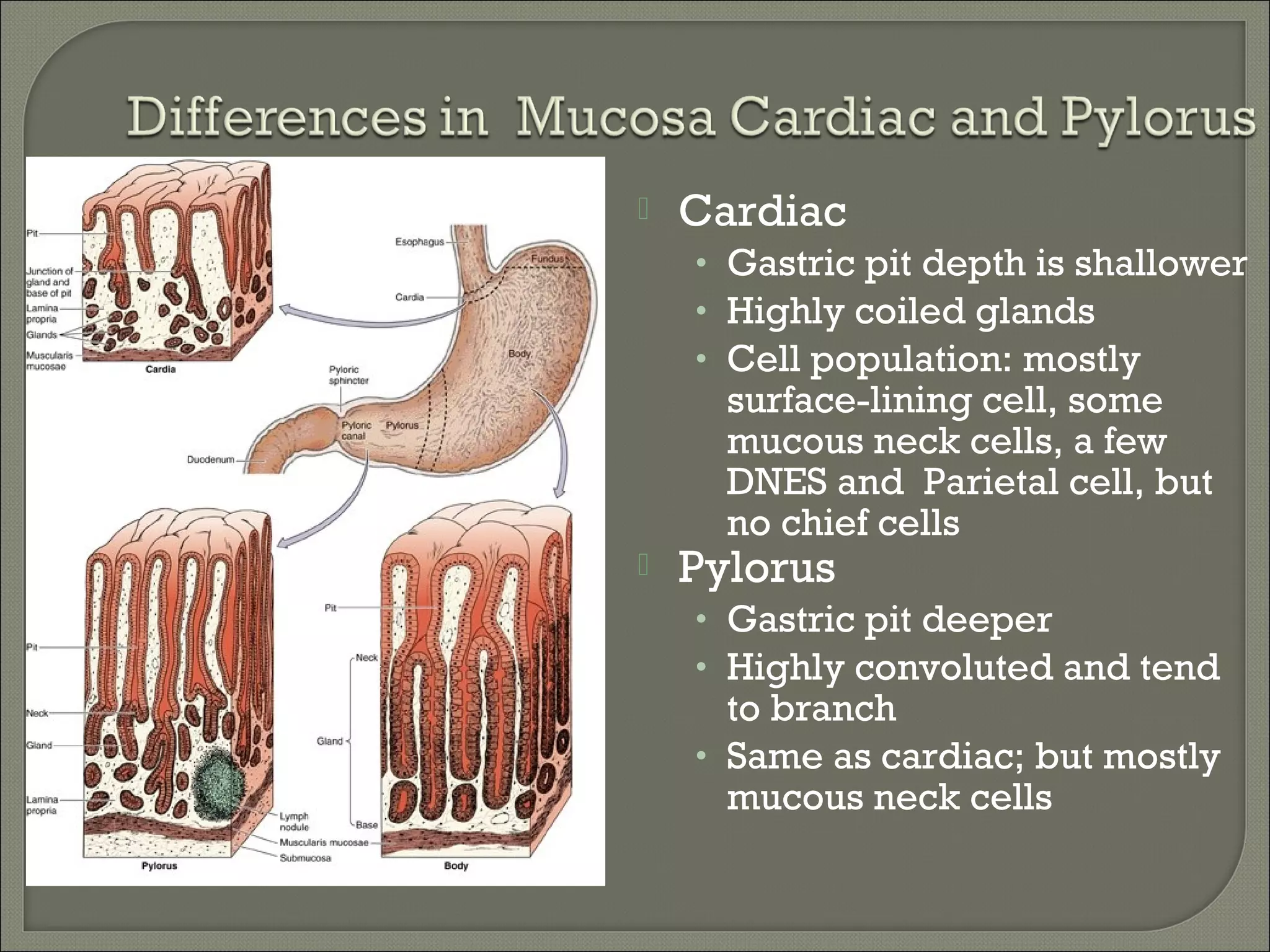 K 3 digestive system (histologi) | PPT
