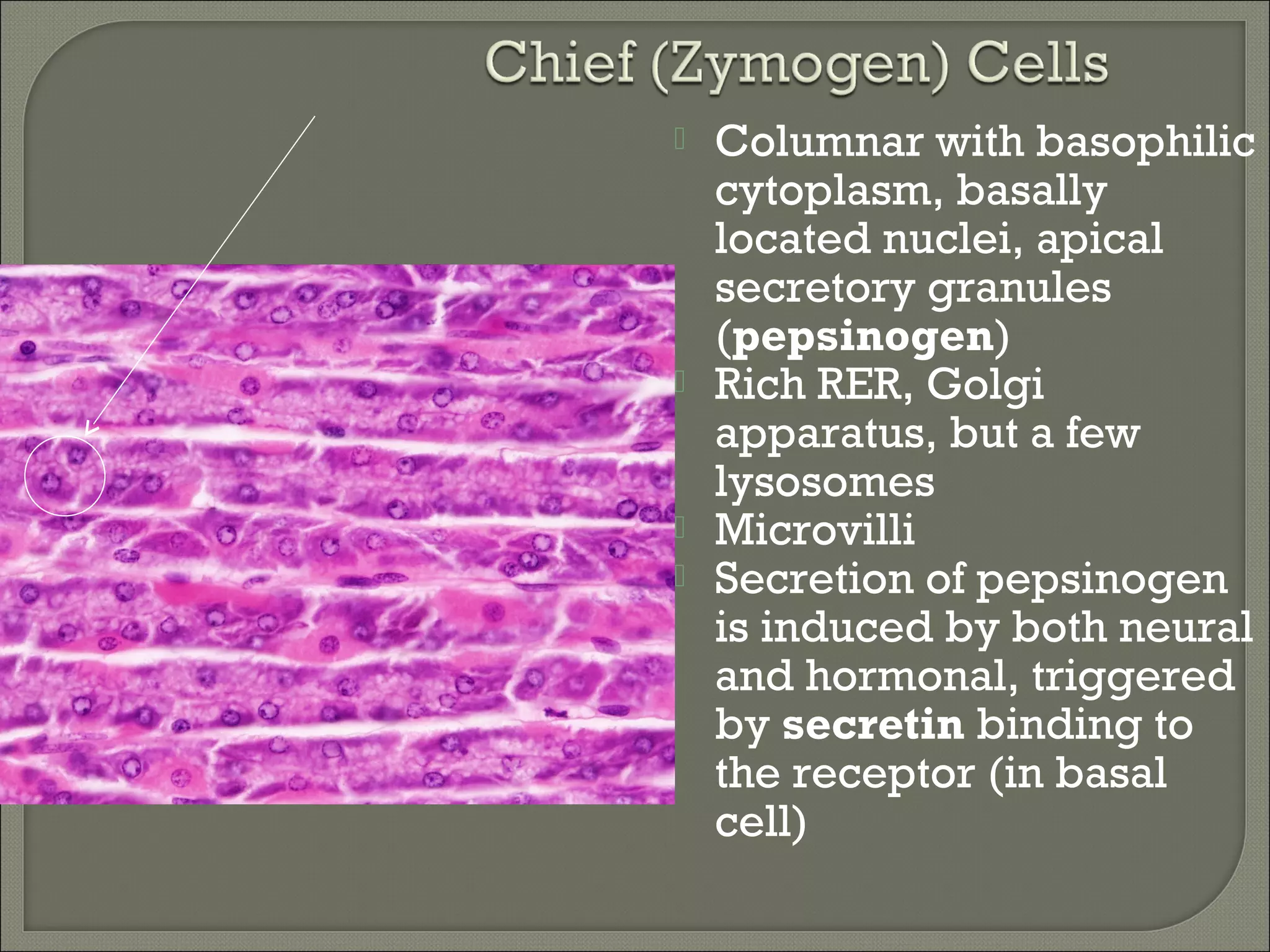 K 3 digestive system (histologi) | PPT