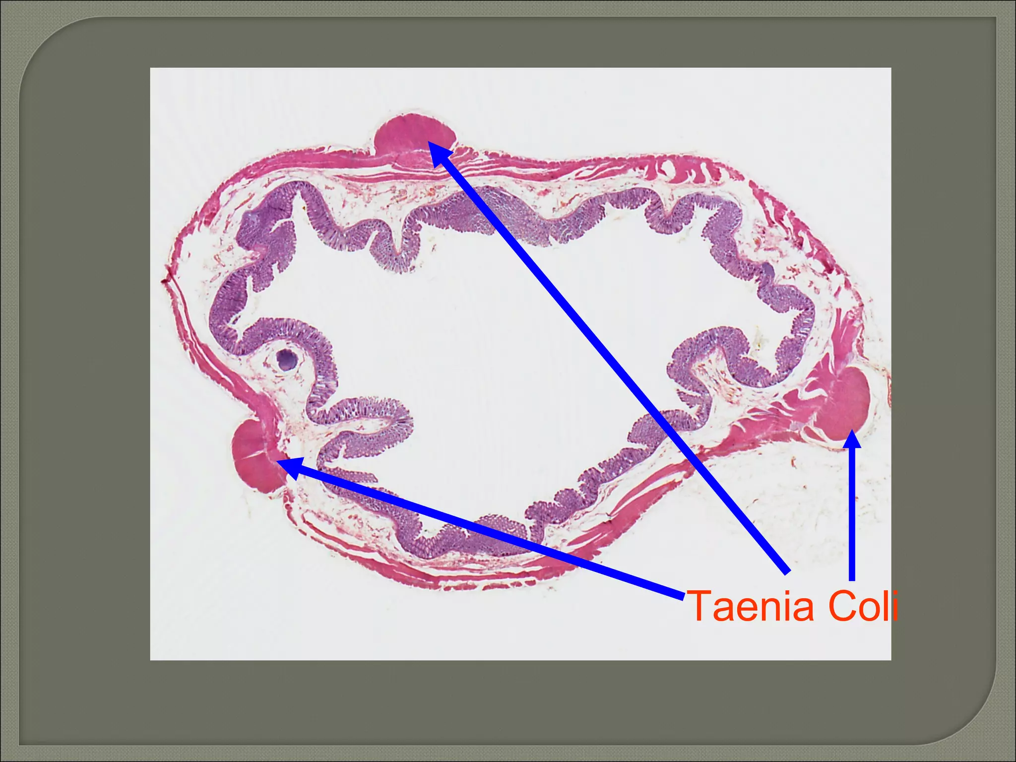 K 3 digestive system (histologi) | PPT