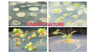 TYPES OF ORGAN CULTURE IN TISSUE CULTURE | PPTX
