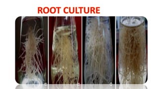 TYPES OF ORGAN CULTURE IN TISSUE CULTURE | PPTX