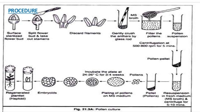TYPES OF ORGAN CULTURE IN TISSUE CULTURE