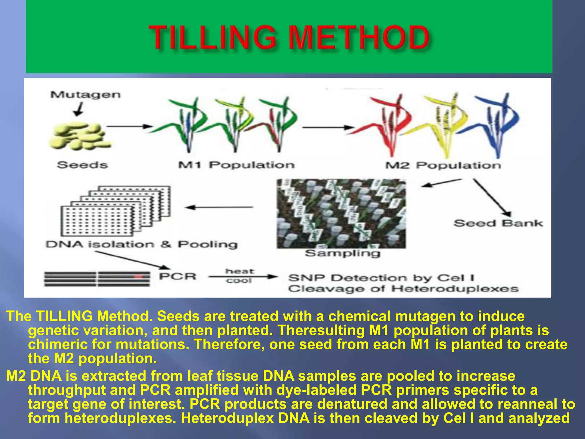 Allele mining, tilling and eco tilling | PPTX