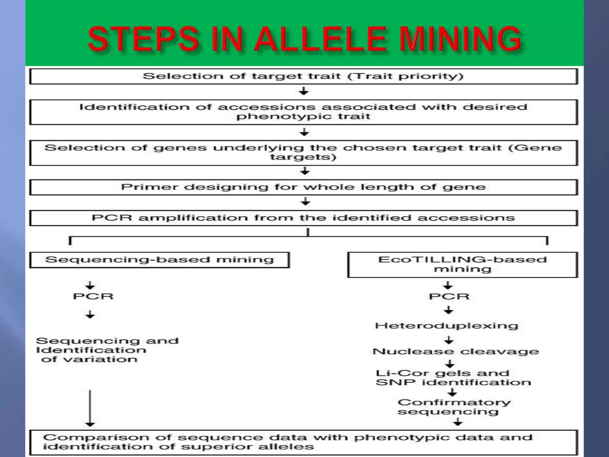 Allele mining, tilling and eco tilling | PPTX