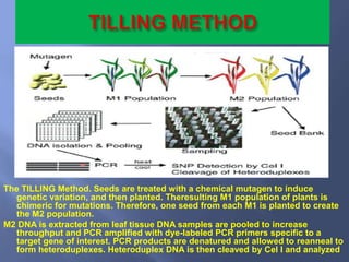 Allele mining, tilling and eco tilling | PPTX