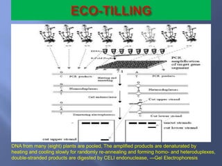 Allele mining, tilling and eco tilling | PPTX