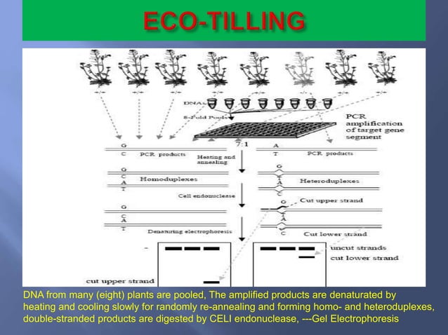 Allele mining, tilling and eco tilling | PPTX | Genetics | Science
