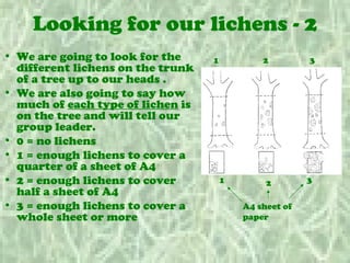 Lichens and Pollution - an Introduction | PPT