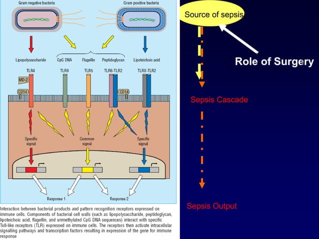 K148. Prinsip source control pada sepsis and The Sepsis Guideline.ppt