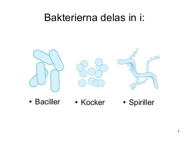 K2.bakterier.o.virus.2010.09.22