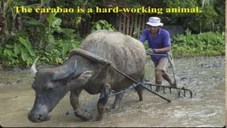 K2 uses of animals.pptx