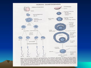 K31 Embriologi Umum manusia dan fetal.ppt