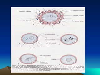K31 Embriologi Umum manusia dan fetal.ppt
