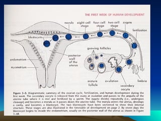 K31 Embriologi Umum manusia dan fetal.ppt