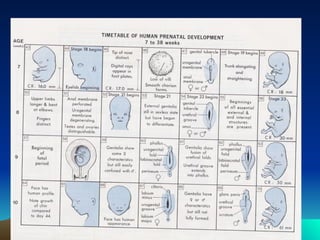 K31 Embriologi Umum manusia dan fetal.ppt