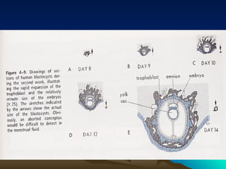 K31 Embriologi Umum manusia dan fetal.ppt