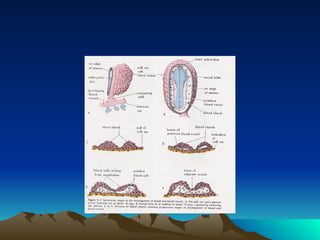 K31 Embriologi Umum manusia dan fetal.ppt
