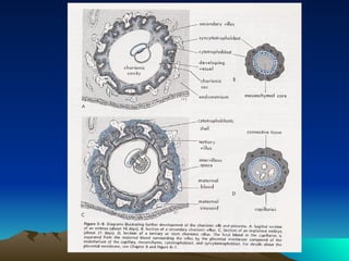 K31 Embriologi Umum manusia dan fetal.ppt