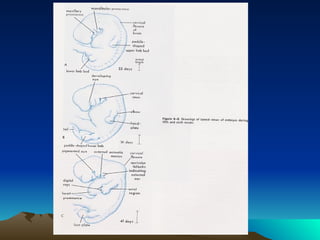 K31 Embriologi Umum manusia dan fetal.ppt