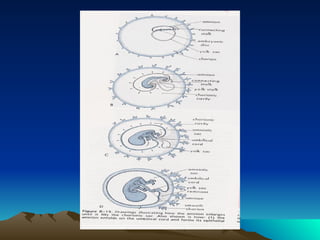 K31 Embriologi Umum manusia dan fetal.ppt