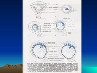 K31 Embriologi Umum manusia dan fetal.ppt